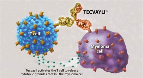 Tecvayli Teclistamab Cqyv Receives Fda Approval Intl Myeloma Fn