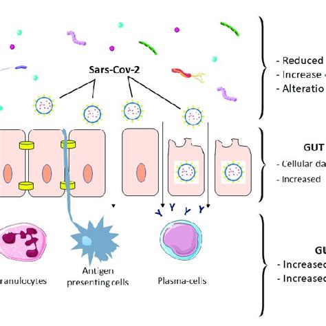 Sars Cov 2 Gastrointestinal Tract Interactions Sars Cov 2 Infection