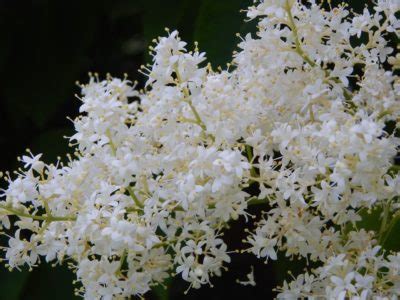 Wonderful White Flowering Trees For Blockbuster Garden Displays Horticulture Magazine