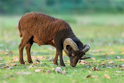 Ouessant Ram Sheep Black Free Photo On Pixabay
