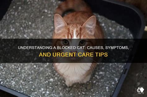 Understanding A Blocked Cat Causes Symptoms And Urgent Care Tips