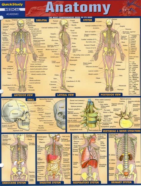 Ovoviviparous Diagram Anatomy