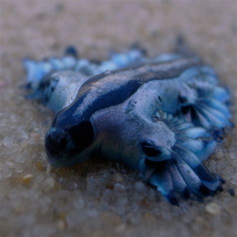 Blue Glaucus