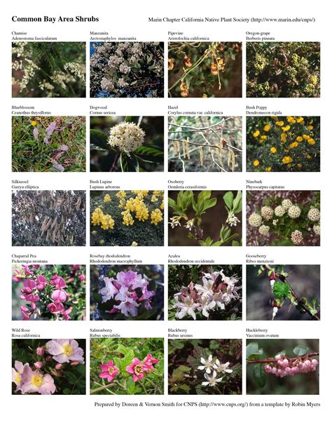 Common Bay Area Shrubs Cnps Marin