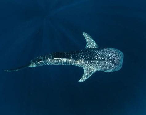 Whale Shark Top View