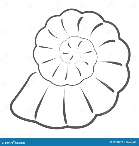 Sketched Seashell Stock Illustration Illustration Of Seashore 56740672