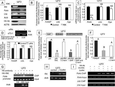 1110005a23rik Represses Expression Of The Fshb Gene A An Download Scientific Diagram