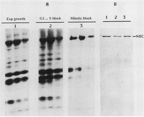 Purification Of In Vivo 32p Labeled Nucleolin From Interphasic Or Download Scientific Diagram