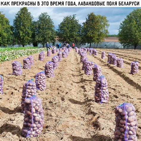 ﻿КАК ПРЕКРАСНЫ В ЭТО ВРЕМЯ ГОДА ЛАВАНДОВЫЕ ПОЛЯ БЕЛАРУСИ Приколы для даунов разное