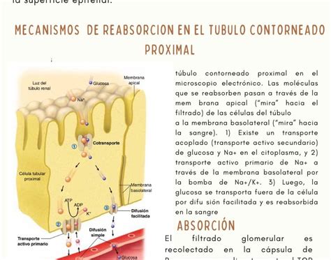 Yulbia Del Carmen Gastelum Camacho Fisiología Medica Iv 7 2024 Túbulo