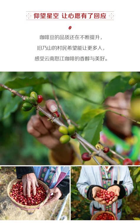 睿远欢喜咖啡 在怒江种出美好生活 上海睿远公益基金会