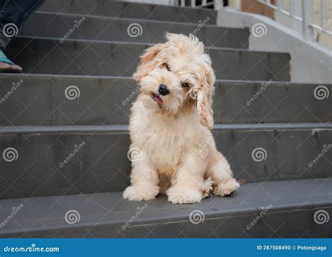 Cute Derpy Tilt Head Puppy Cream Cockapoo Puppy 3 Months Old On Steps