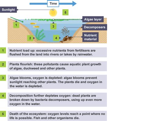 Igcse Biology Notes 4 16 Understand That Eutrophication Can Result From Leached Minerals From