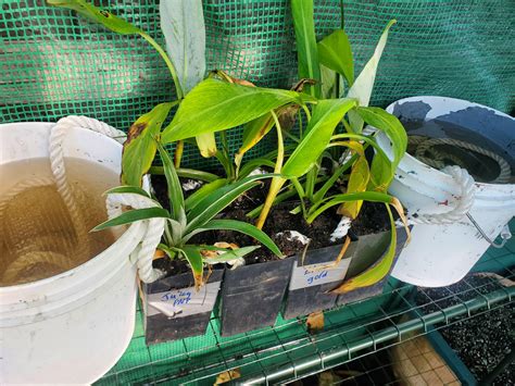 Anyone Else Make Use Of Capillary Wicking Irrigation 110th The Water