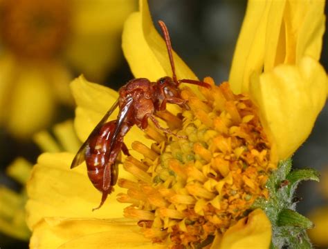 What Are Those Big Black Bees In Arizona Take A Look At Az Bees