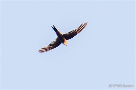 Fork Tailed Swift Ahp Wild
