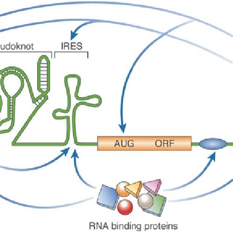 8 Regulatory Recognition Elements On Rna An Illustration Of Four Download Scientific Diagram