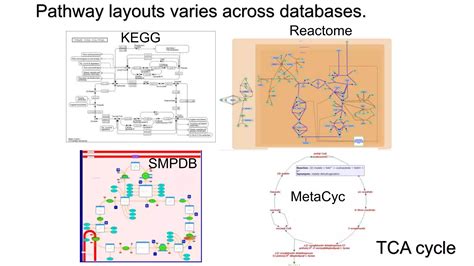 Metabolic Pathway Mapping Against Kegg Reactome Hmdb And Cpdb Pptx