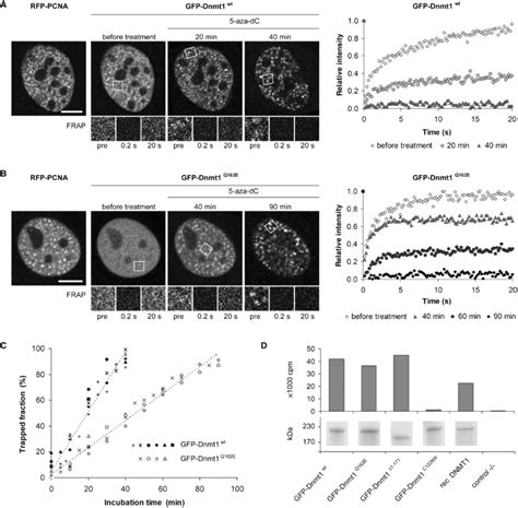 Pcna Binding Deficient Mutant Dnmt1 Is Catalytically Active And Shows Download Scientific