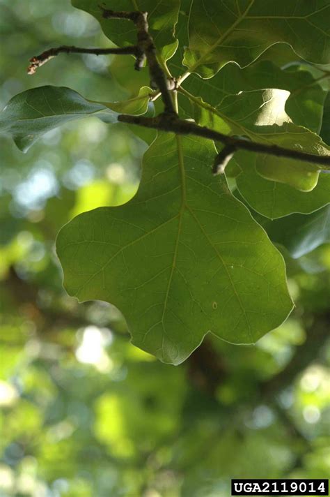 Arkansas Tree Database Blackjack Oak