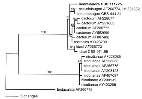 Figure 3 From New Species Of Pythium And Phytophthora Semantic Scholar