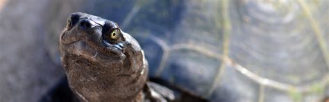 Tortoise Shell Wallpaper 47 Images