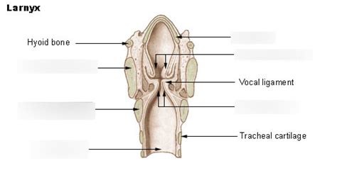 Lab Practical Respiratory System Part Diagram Quizlet