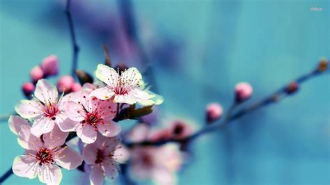 Spring Blossoms Hd Cherry Blossom Nature Wallpaper