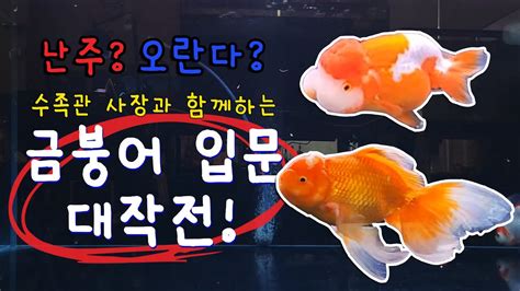 금붕어 전문 수족관 사장과 함께 난주와 오란다로 금붕어 입문하기 금붕어키우기 난주 오란다 Youtube