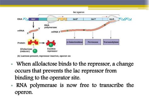 Regulation Of Lac Operon Positive Nd Negative Pptx