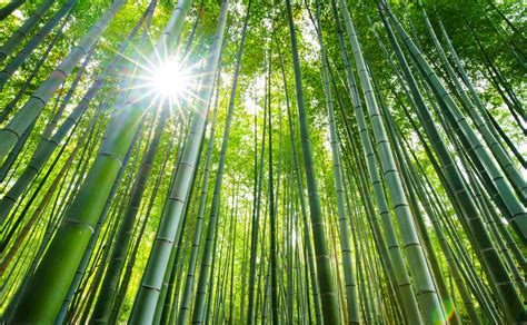 Shop All Totally Bamboo Products