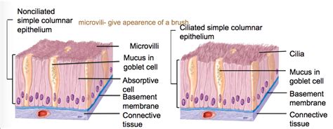 Nonciliated Pseudostratified Columnar Epithelium