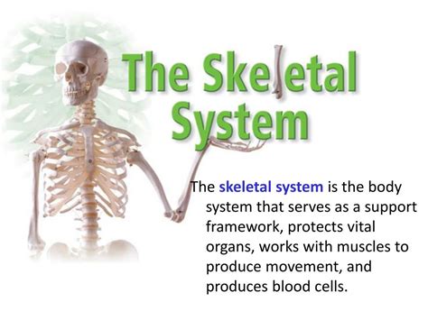 Ppt Functions Of Skeletal System Powerpoint Presentation Free