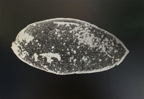 Welcome To DIGITAL Fossil Preparation Fossil Preparation The Fossil Forum