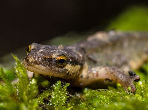 50 Free Newt Alpine Newt Images Pixabay
