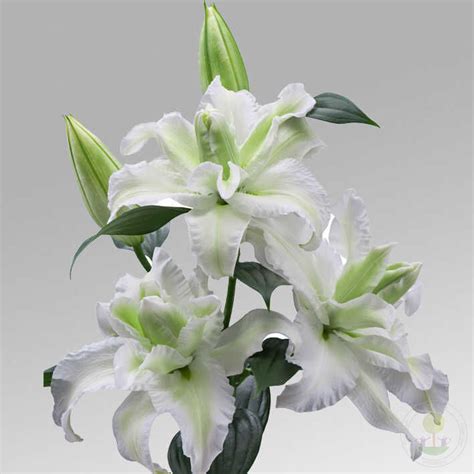 Лилия Эмпресс Lilium Empress купить луковицы в Москве по низкой цене доставка почтой по всей