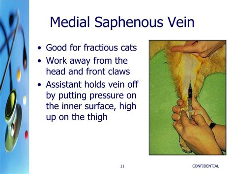 Medial Saphenous Vein Cat