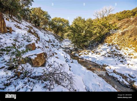 Snow Landscapes With Clear Sky Winter In Cananea Sonora Mexico Snow