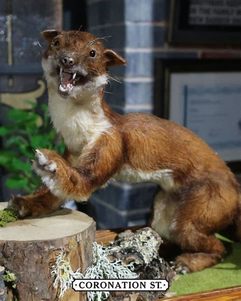 Weasel If This Doesnt Break The Internet Weasel Photographed