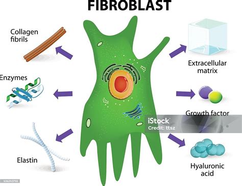 Fibroblast Structure And Function Stock Illustration Download Image