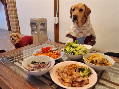 반려생활 대형견도 가능해요 춘천 독채 한옥 애견 펜션 토르 스테이