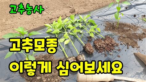 고추모종 이렇게 심어보세요 고추심는시기와 고추뿌리 잘라 심는 이유와 방법 고추심는간격과 고추 심는 깊이 Youtube