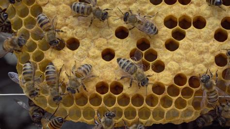 Honey Bee Larvae Hatch From Eggs Macro Honey Bee Brood Care The Birth