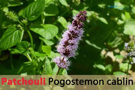 Health Benefits Of Patchouli Health Benefits
