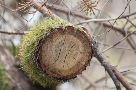 A Cross Section Of A Tree Branch Covered In Moss Stock Image Image
