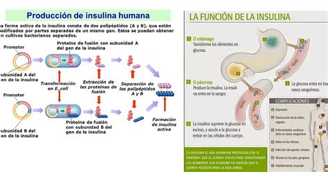 Investigue Que Es La Insulina Como Se Obtiene Y Cuál Es Su Función