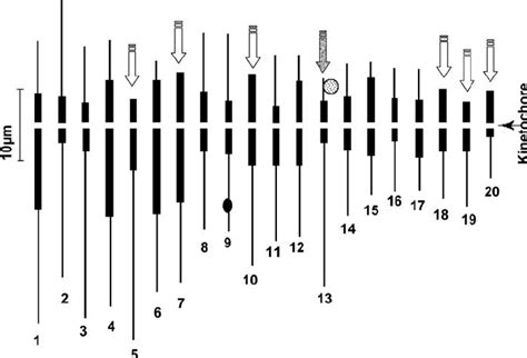 Proposed Idiogram Based On Figures 14 And 15 Of The Pachytene