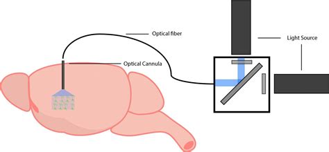 What Equipment Do You Need To Perform Optogenetics