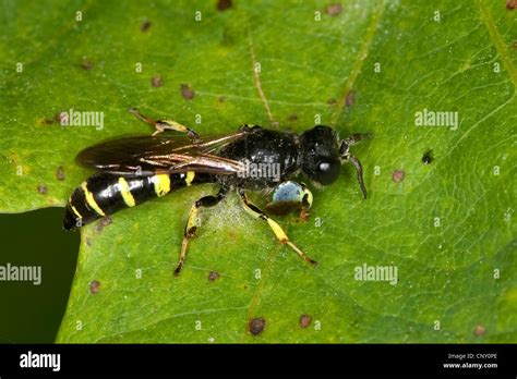 Male Digger Wasps Identification