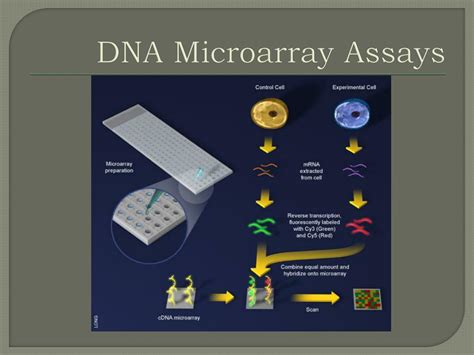 Ppt Biotechnology Powerpoint Presentation Free Download Id 1604228